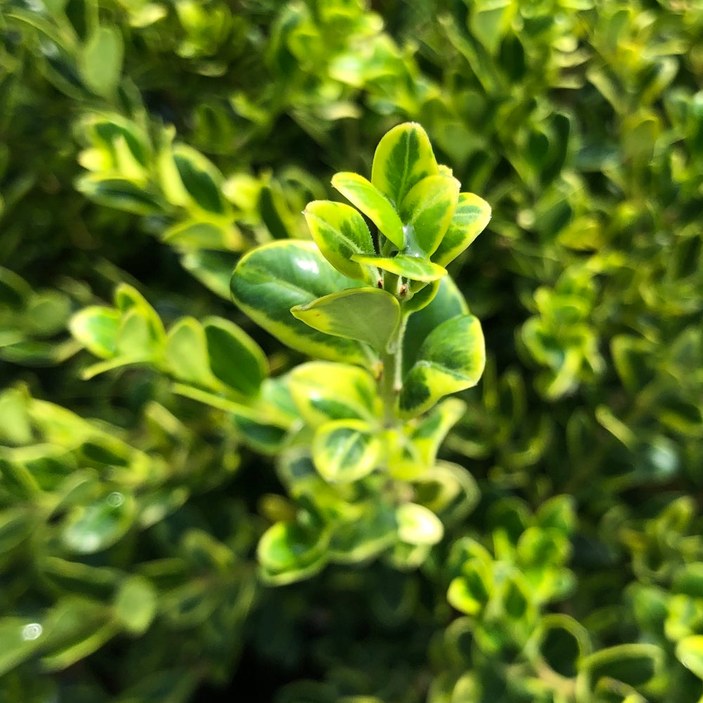Golden Dream Boxwood - 3 gallon container – Lots of Plants