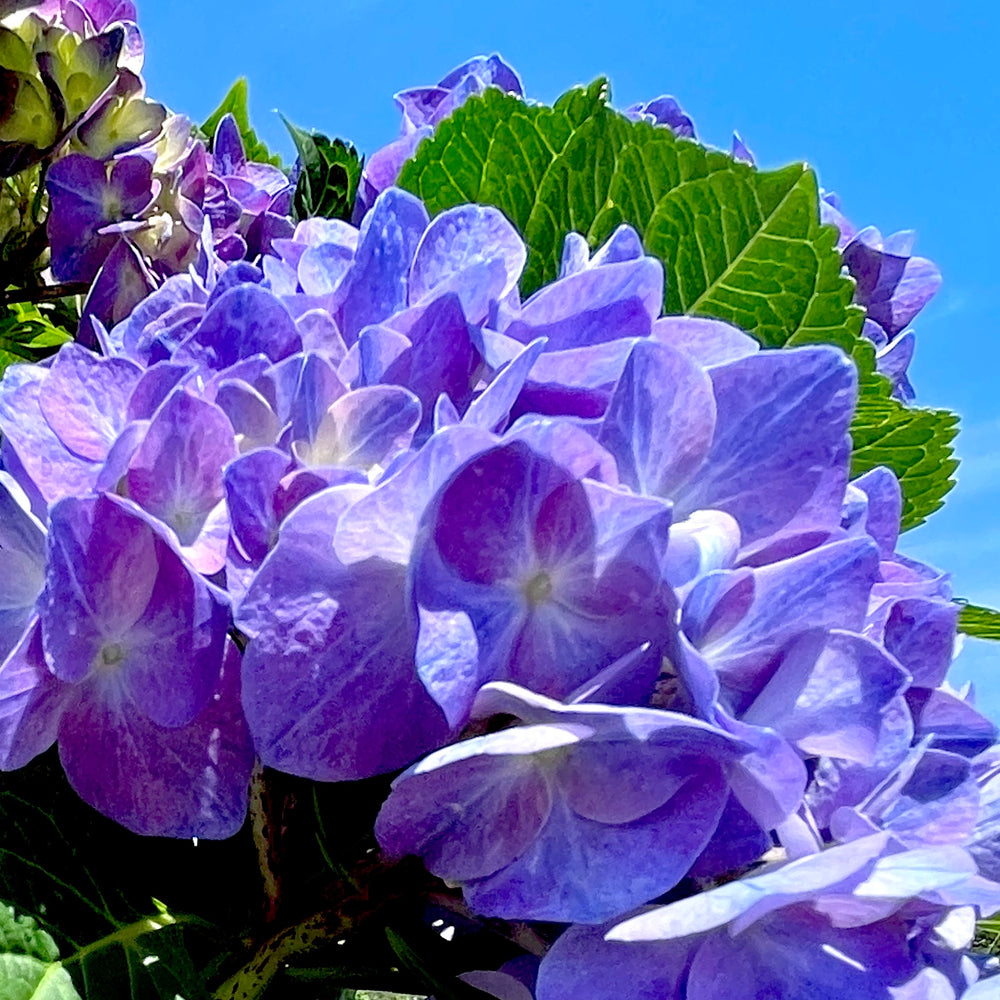 Let's Dance™ Rhythmic Blues Hydrangea - 3 gallon container – Lots of Plants