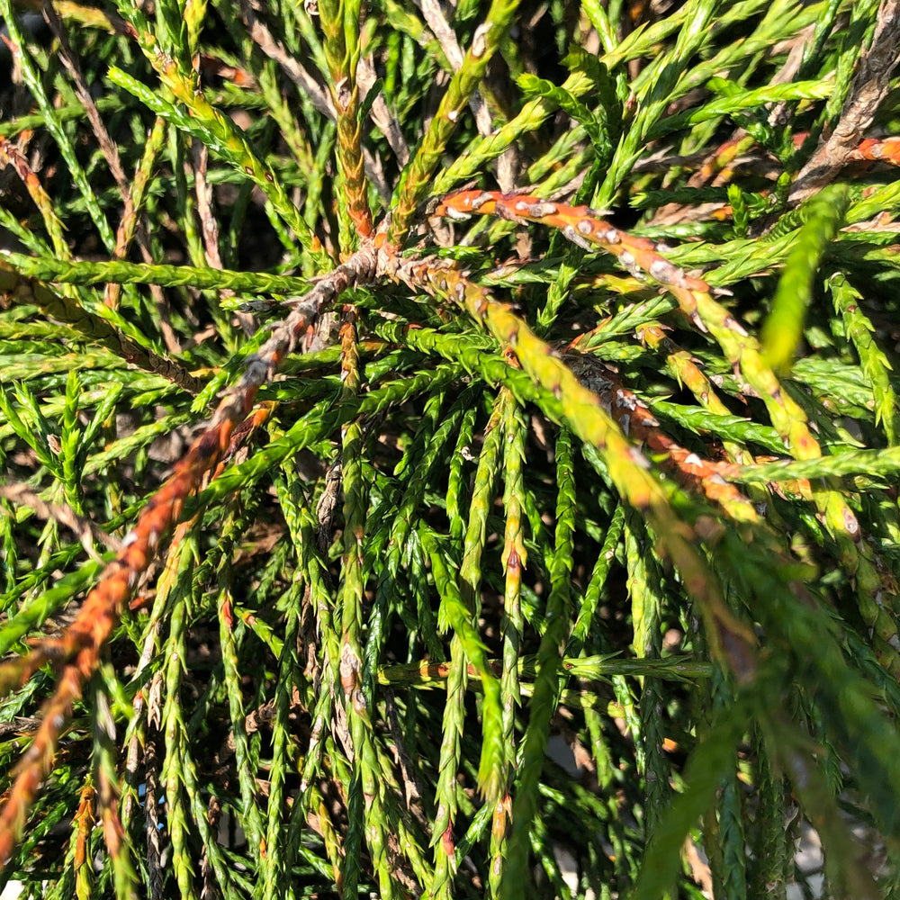 Whipcord Arborvitae - 2 gallon container – Lots of Plants