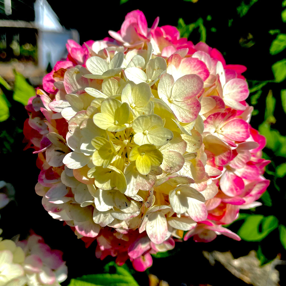 Little Lime Punch Hydrangea - 3 gallon container – Lots of Plants