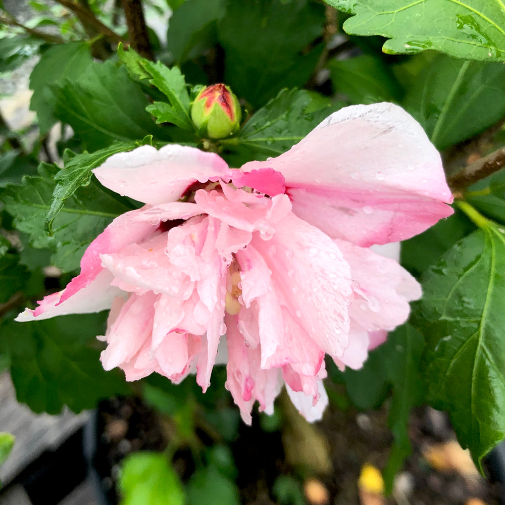 Peppermint Smoothie™ Hibiscus 'Rose of Sharon' - 3 gallon container ...