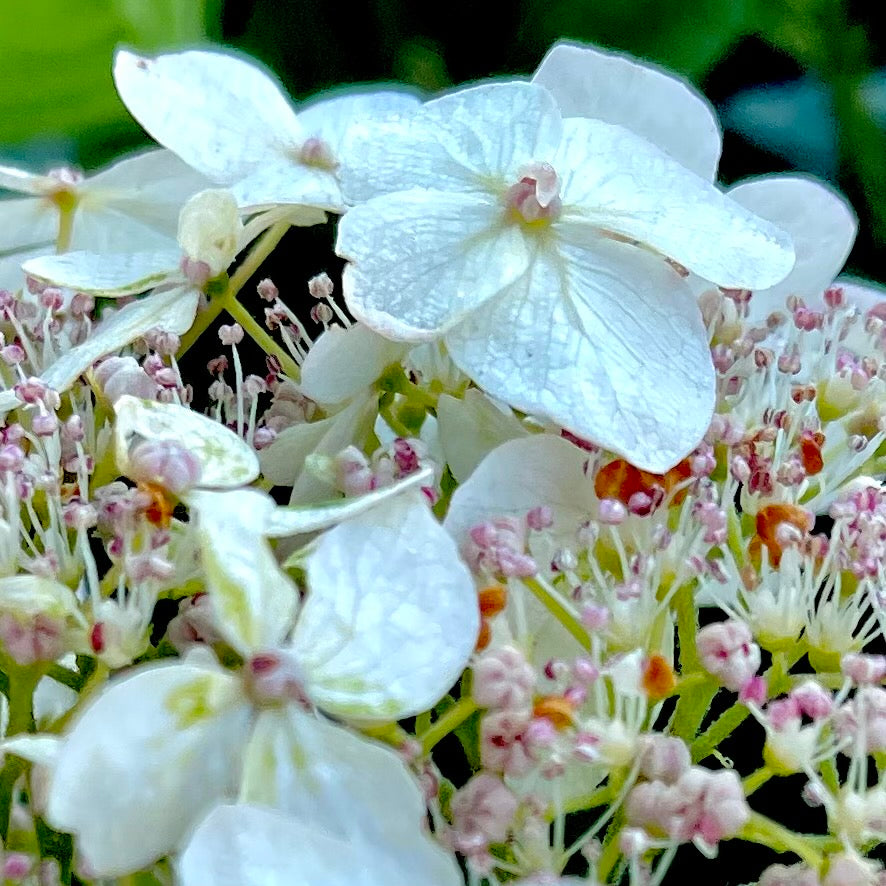 Invincibelle Wee White® Hydrangea - 3 gallon container – Lots of Plants