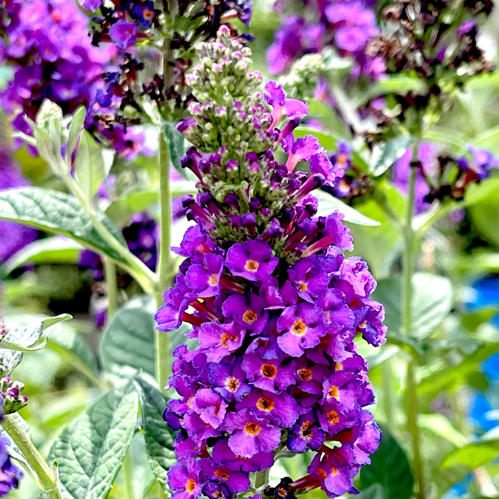 Miss Violet Butterfly Bush - 3 gallon container – Lots of Plants
