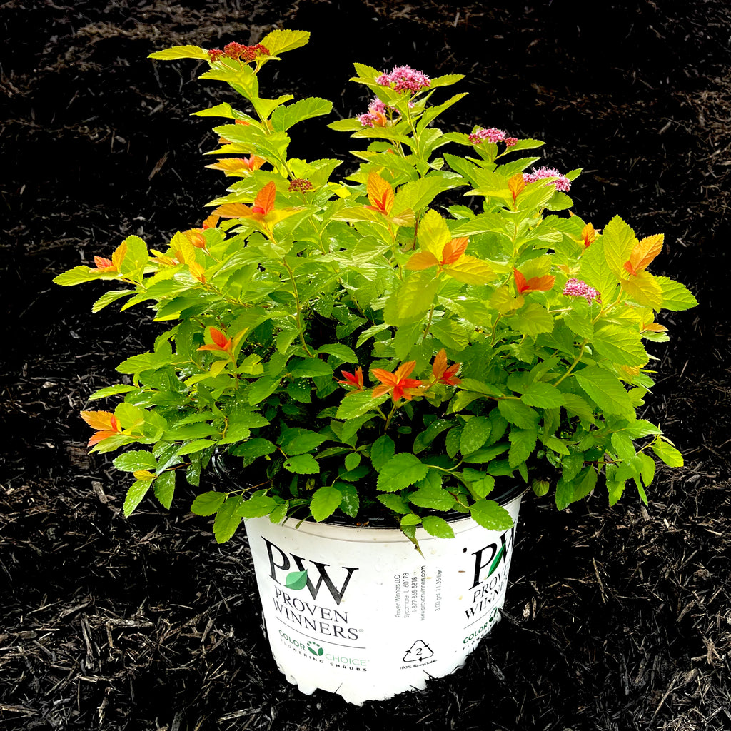 Double Play® Big Bang Spirea - 3 gallon container – Lots of Plants
