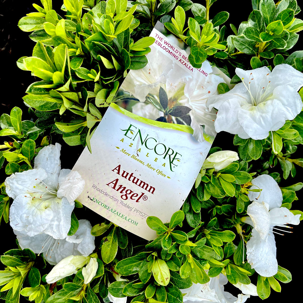 Autumn Angel® Encore Azalea - 3 gallon container – Lots of Plants