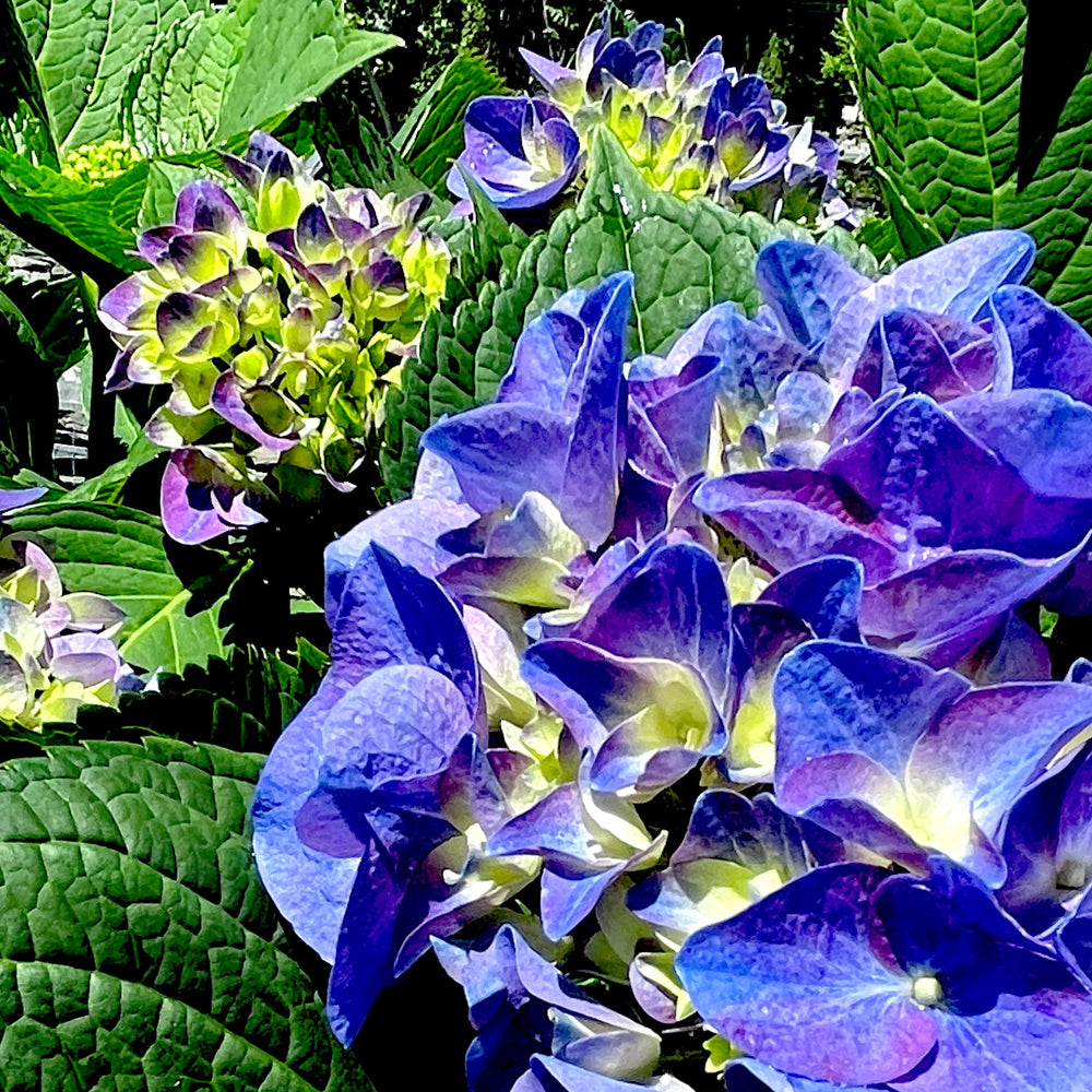 Let's Dance™ Rhythmic Blues Hydrangea - 3 gallon container – Lots of Plants