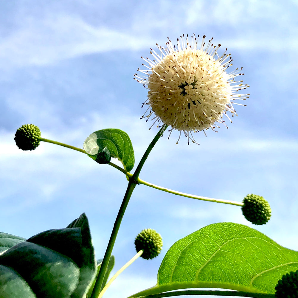 Sugar Shack® Buttonbush - 3 gallon container – Lots of Plants