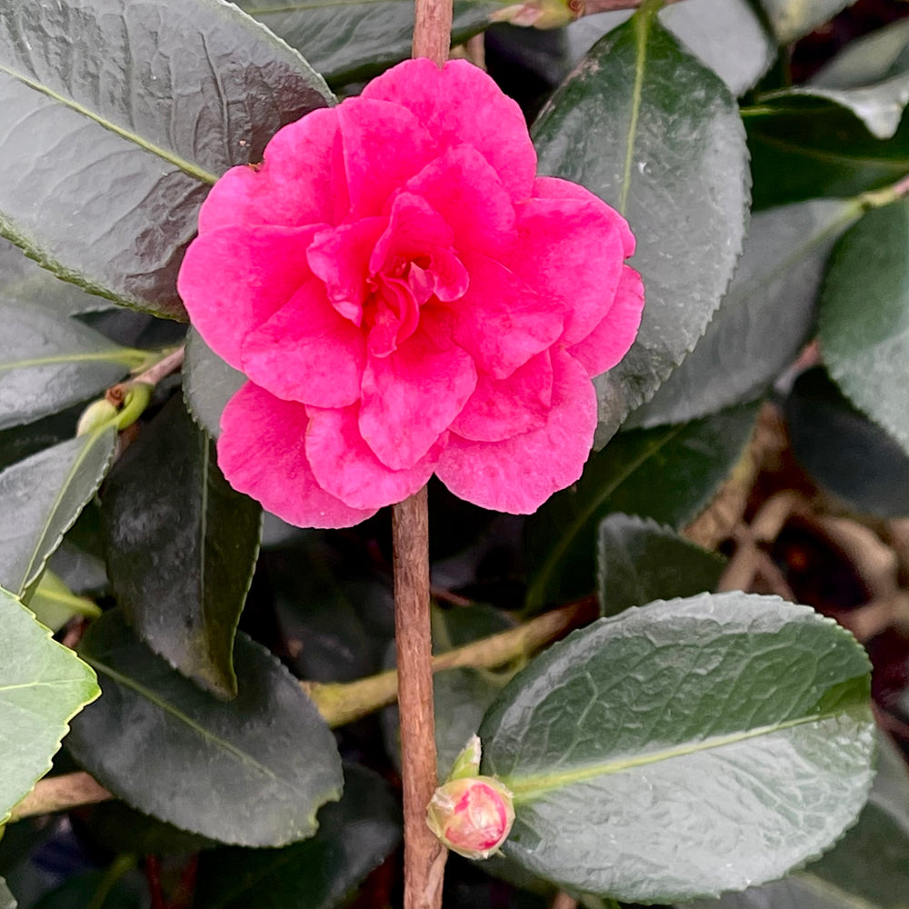 Shishi Gashira Camellia - 3 gallon container – Lots of Plants
