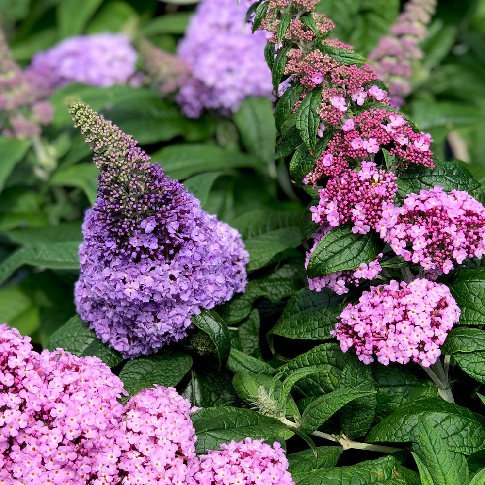Pugster Amethyst® Butterfly Bush - 3 gallon container – Lots of Plants