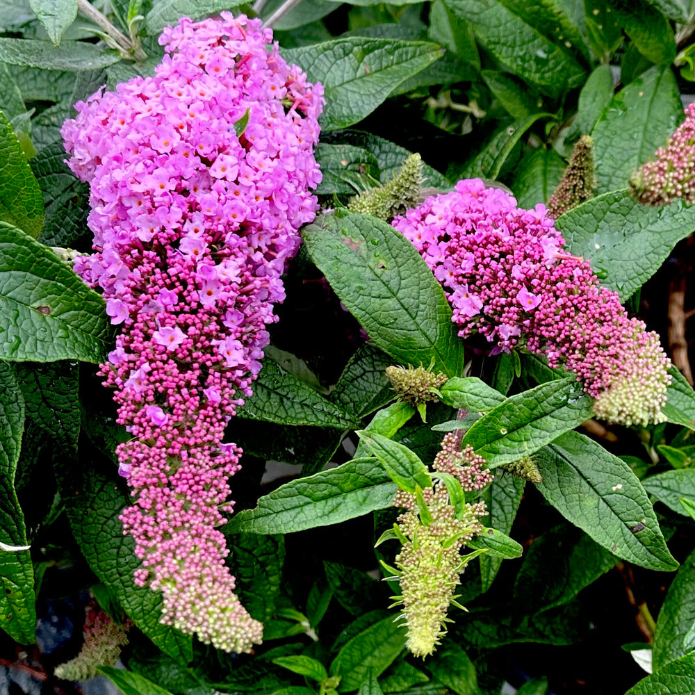 Pugster Pink® Butterfly Bush - 3 gallon container – Lots of Plants