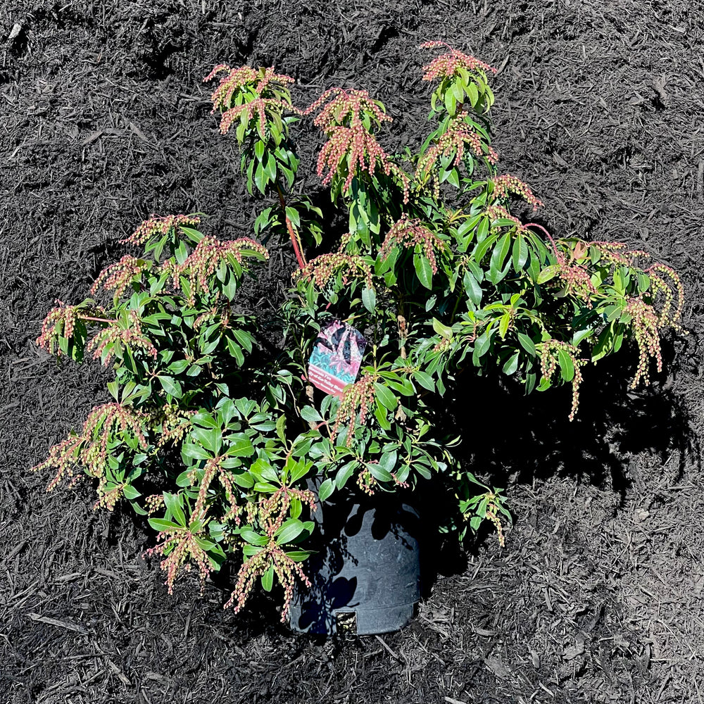 Mountain Fire Pieris - 3 gallon container – Lots of Plants