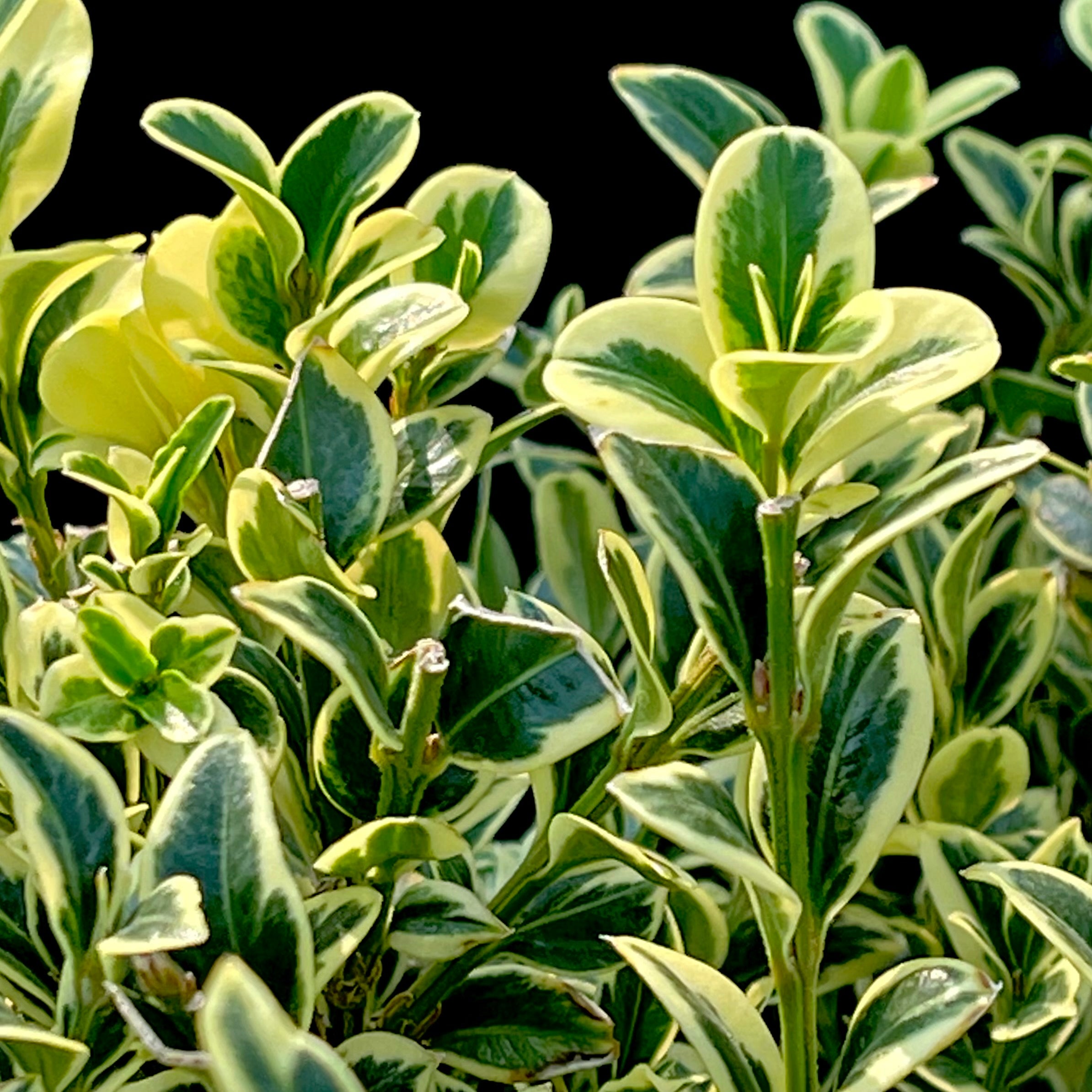 Variegated Evergreen Shrubs