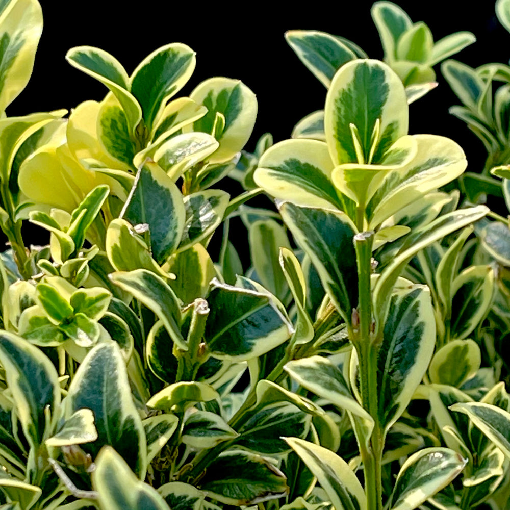 Variegated Boxwood - 2 gallon container – Lots of Plants