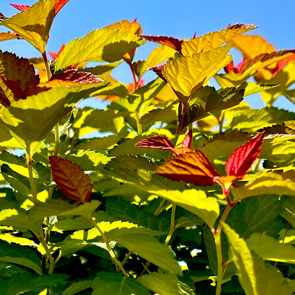 Double Play® Candy Corn™ Spirea - 3 gallon container – Lots of Plants