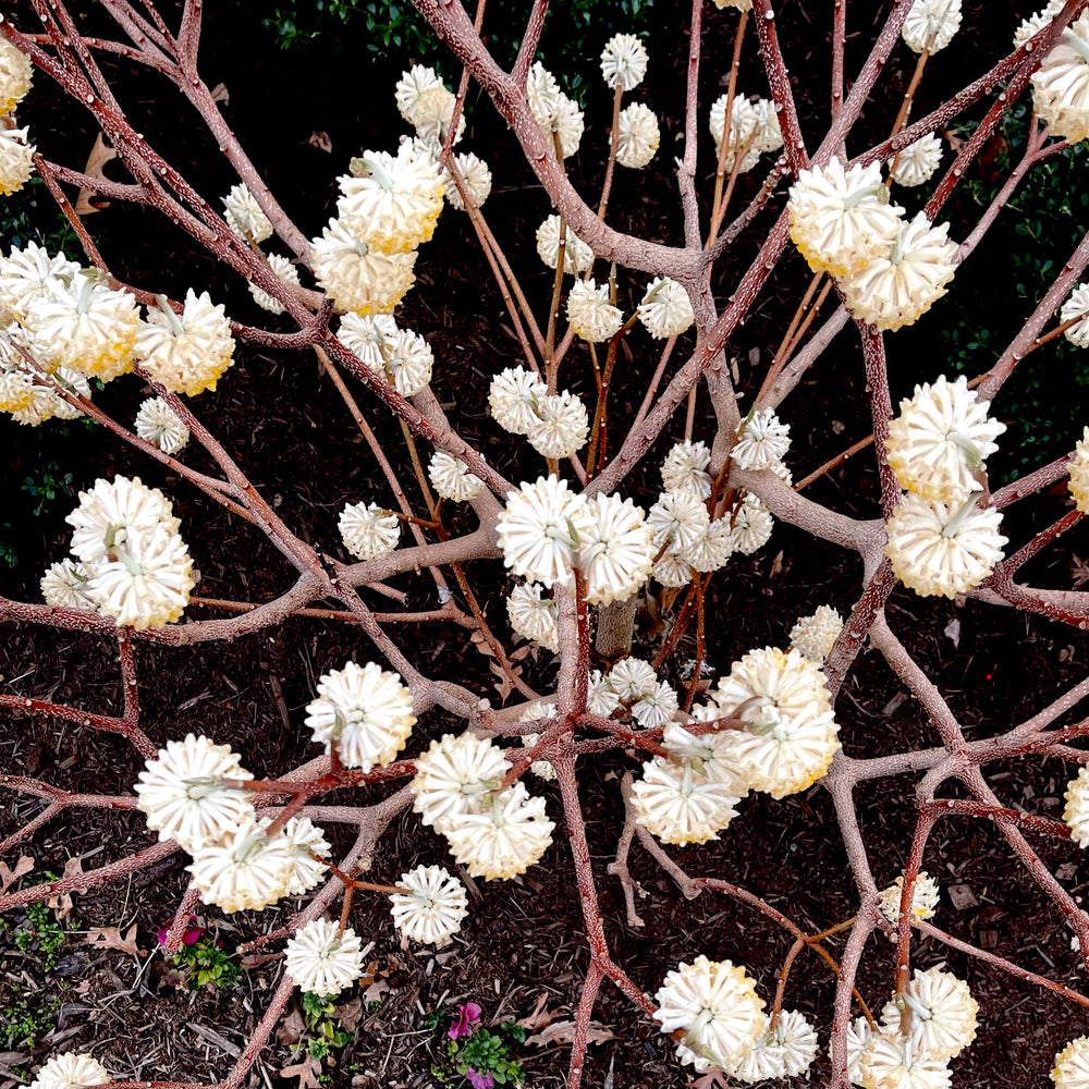 Edgeworthia Chrysantha Paperbush - 3 gallon container – Lots of Plants