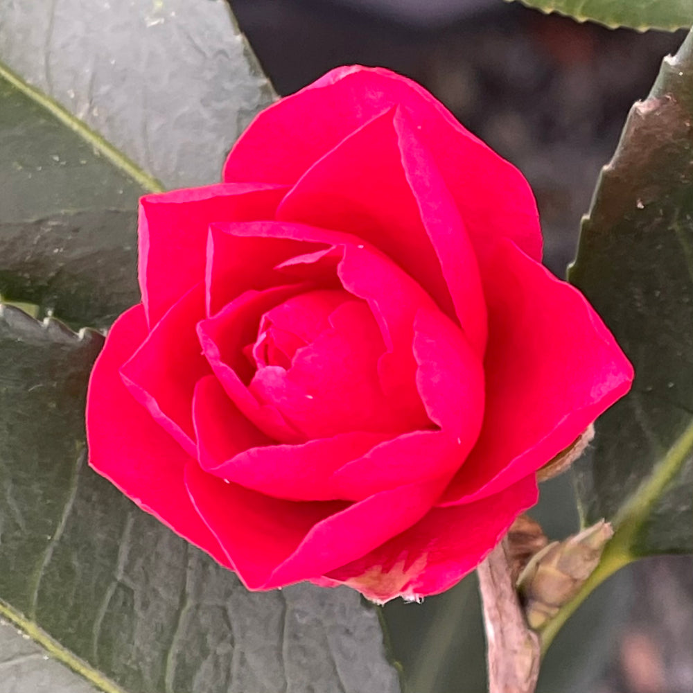 Shishi Gashira Camellia - 3 gallon container – Lots of Plants