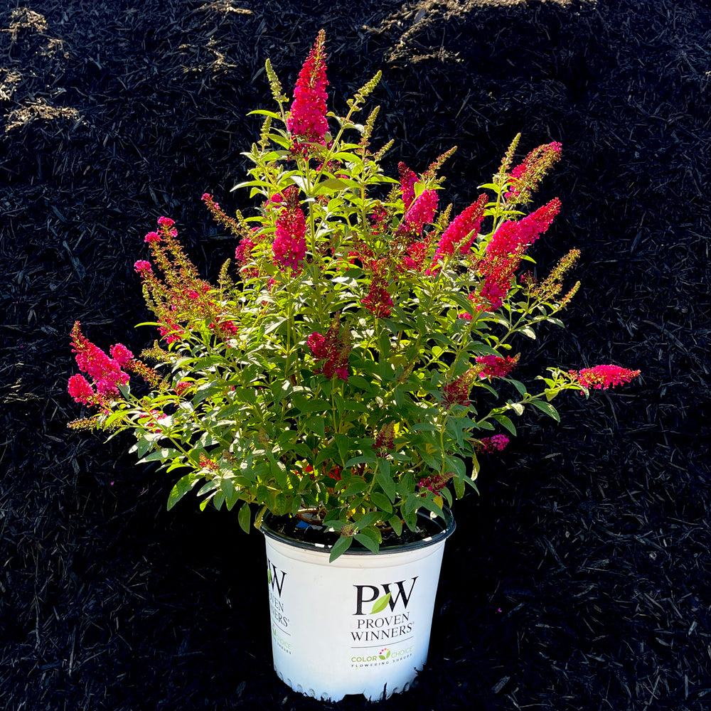 Miss Molly Butterfly Bush - 3 gallon container – Lots of Plants
