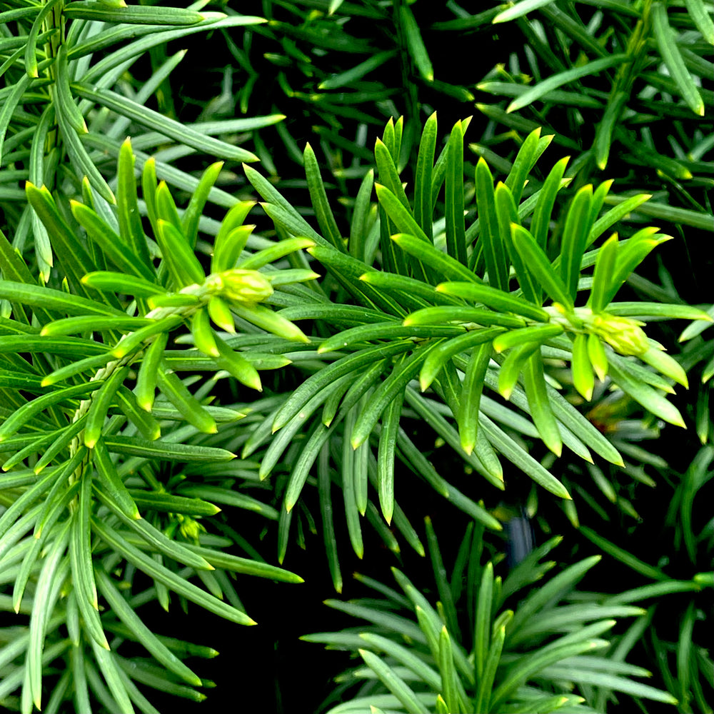 Yewtopia Plum Yew - 3 gallon container – Lots of Plants