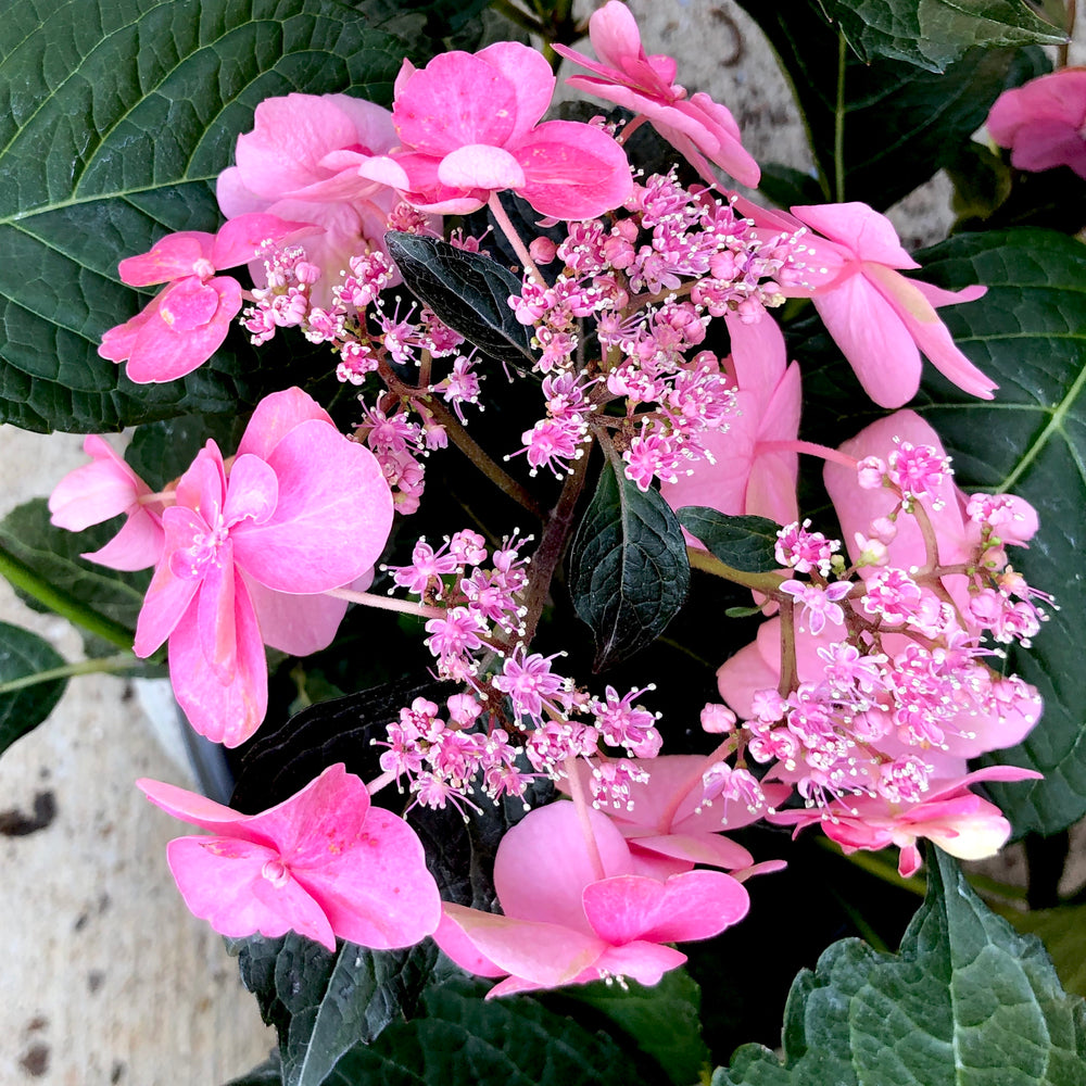 Tuff Stuff™ Red Hydrangea - 3 gallon container – Lots of Plants