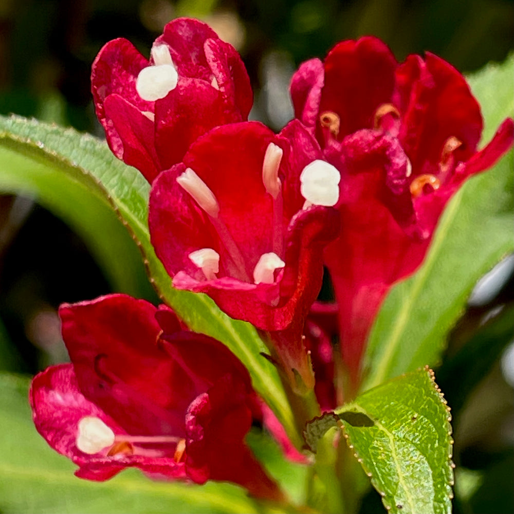 Sonic Bloom® Red Weigela - 3 gallon container – Lots of Plants