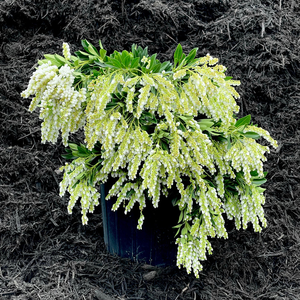 Prelude Pieris - 2 gallon container – Lots of Plants