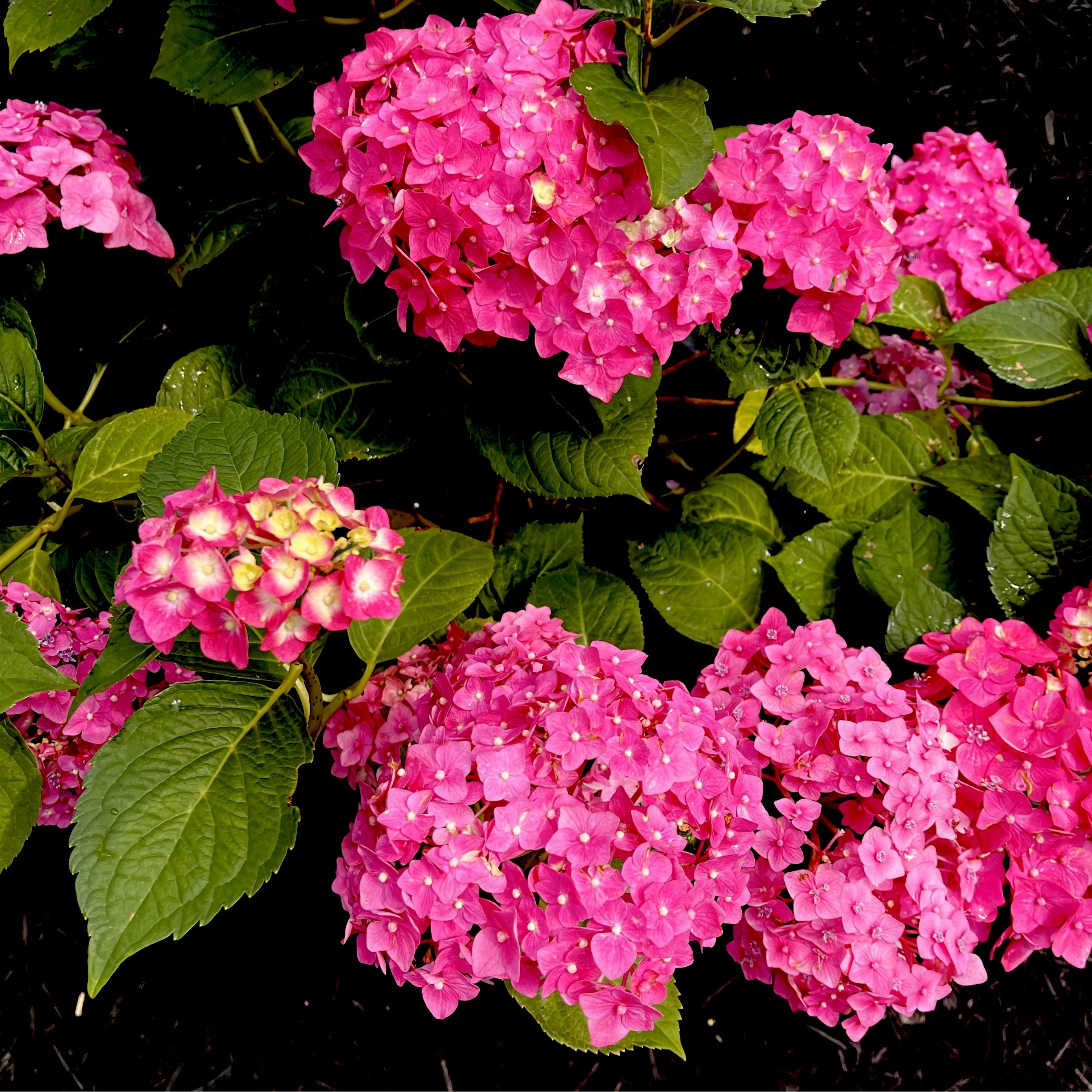 Forever Pink Hydrangea