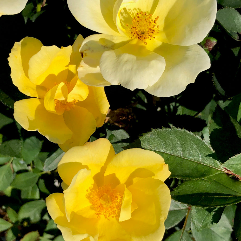 Sunny Knock Out® Rose - 3 gallon container – Lots of Plants