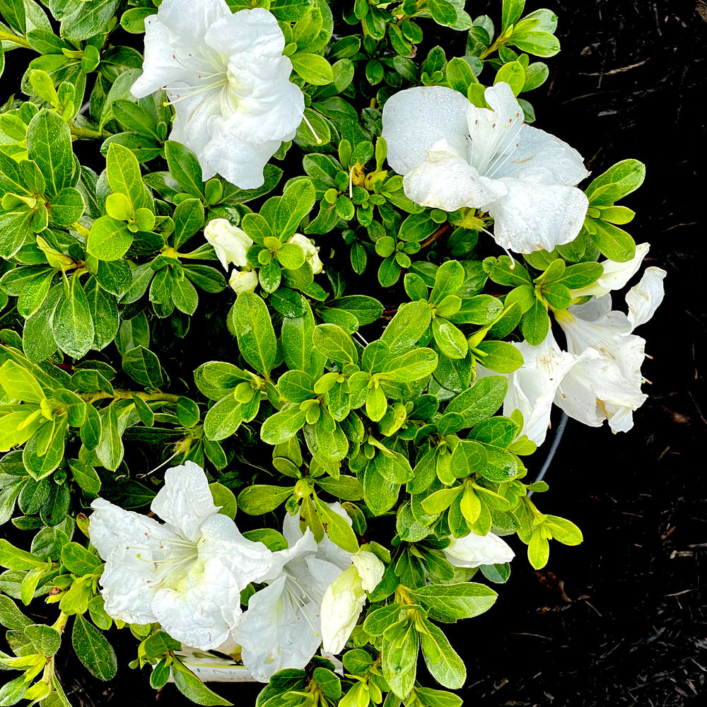 Autumn Angel® Encore Azalea - 3 gallon container – Lots of Plants