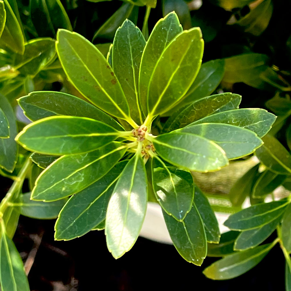 Strongbox® Inkberry Holly - 3 gallon container – Lots of Plants