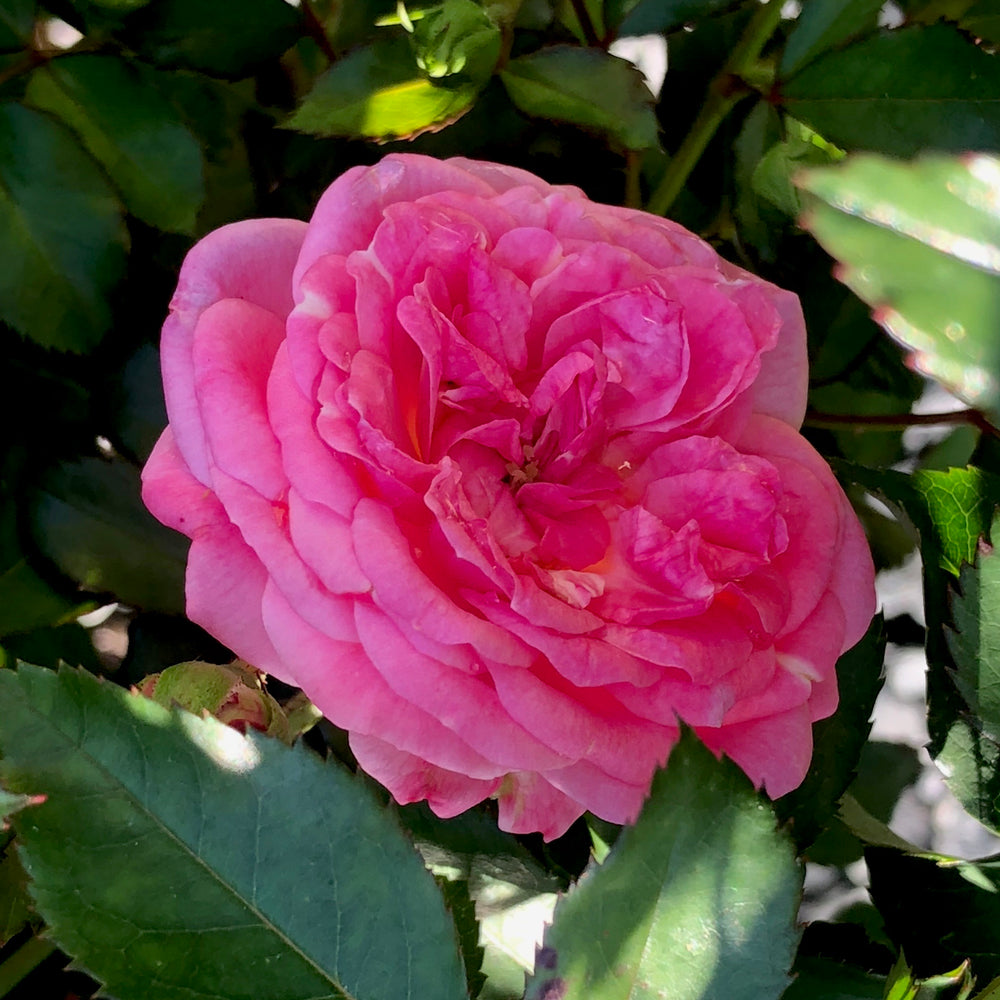 Sweet Drift® Rose - 3 gallon container – Lots of Plants