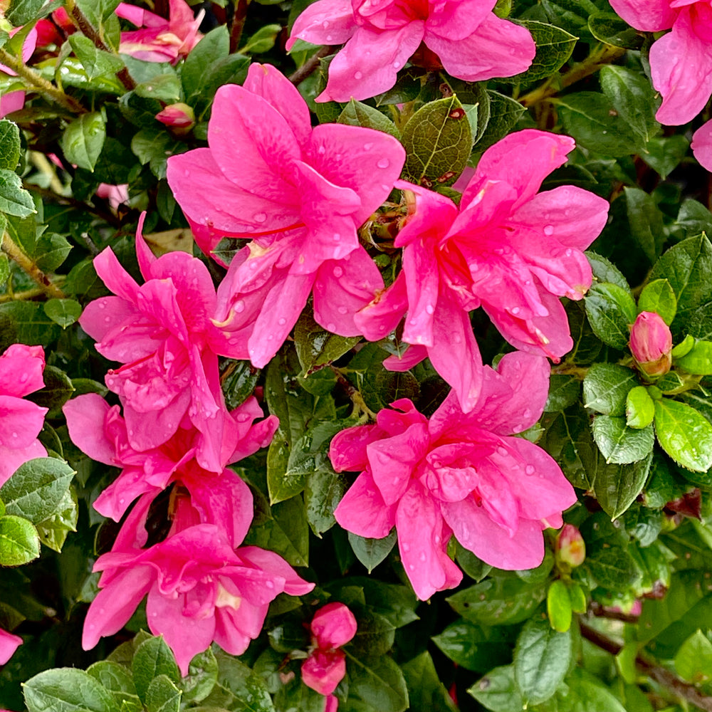 Autumn Empress® Encore Azalea- 3 gallon container – Lots of Plants
