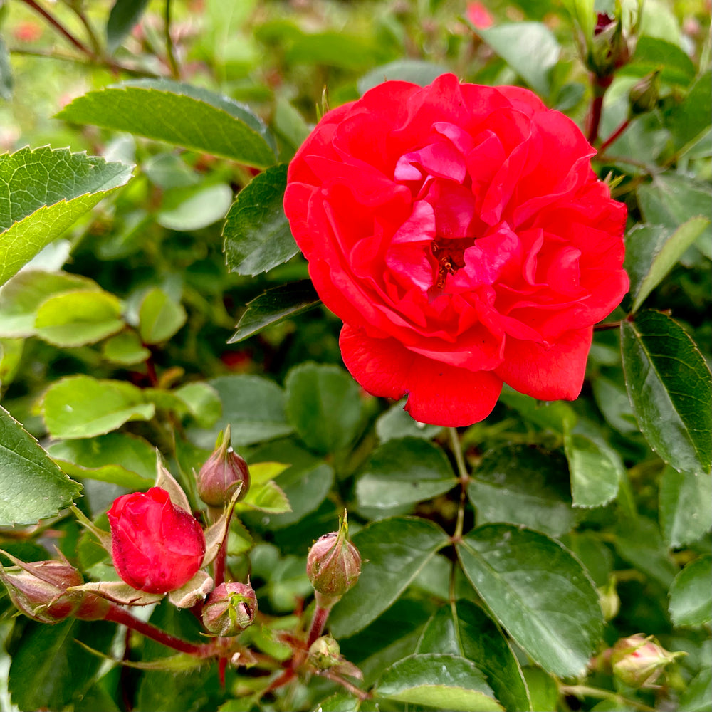 Coral Drift® Rose - 3 gallon container – Lots of Plants