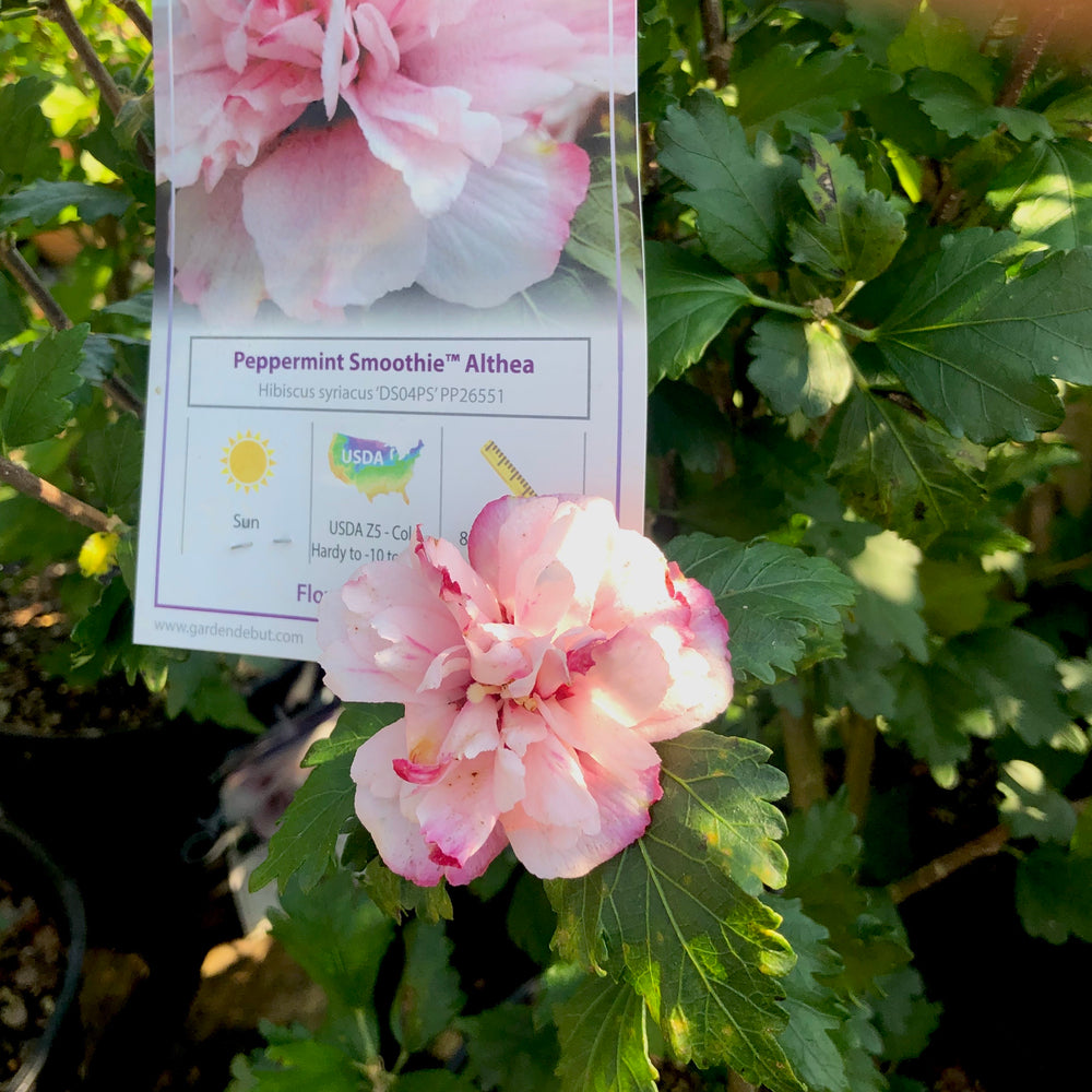 Peppermint Smoothie™ Hibiscus 'Rose of Sharon' - 3 gallon container ...