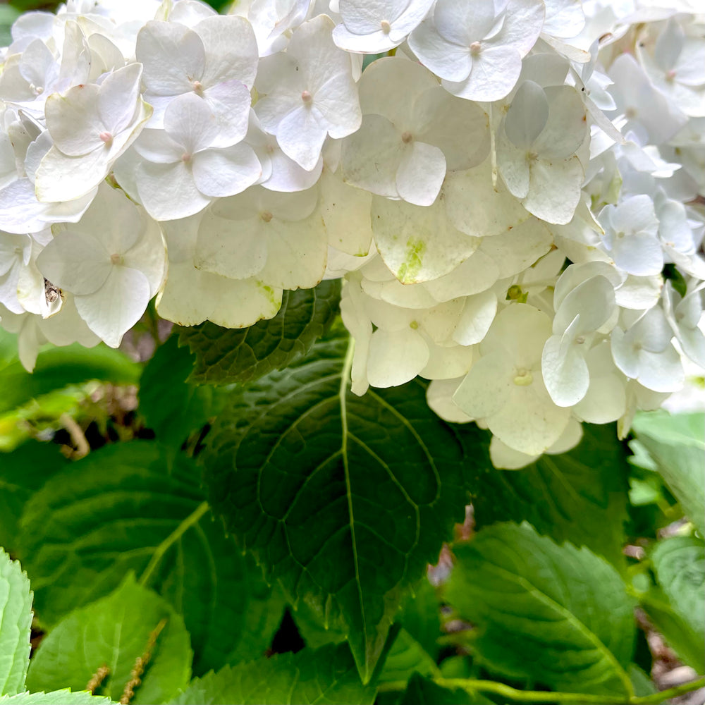 Blushing Bride® Hydrangea - 3 gallon container – Lots of Plants