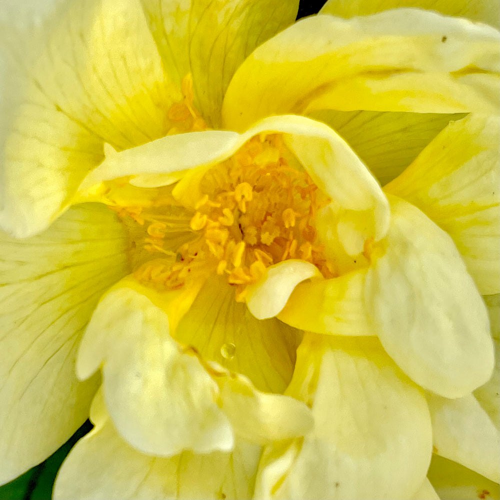 Sunny Knock Out® Rose - 3 gallon container – Lots of Plants