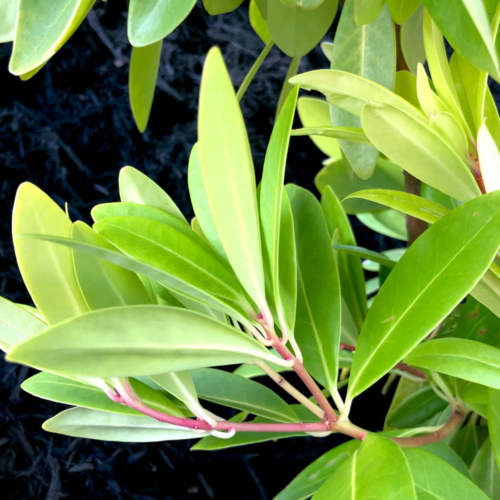 Florida Sunshine Anise - 3 gallon container – Lots of Plants