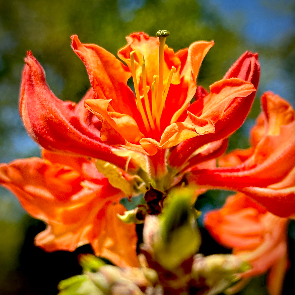 Gibraltar Deciduous Azalea - 3 gallon container – Lots of Plants