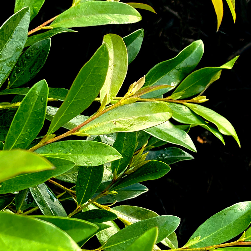 Vintage Jade™ Distylium- 3 gallon container – Lots of Plants