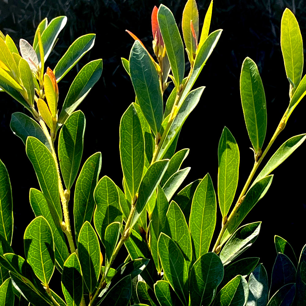 Blue Cascade® Distylium - 3 gallon container – Lots of Plants