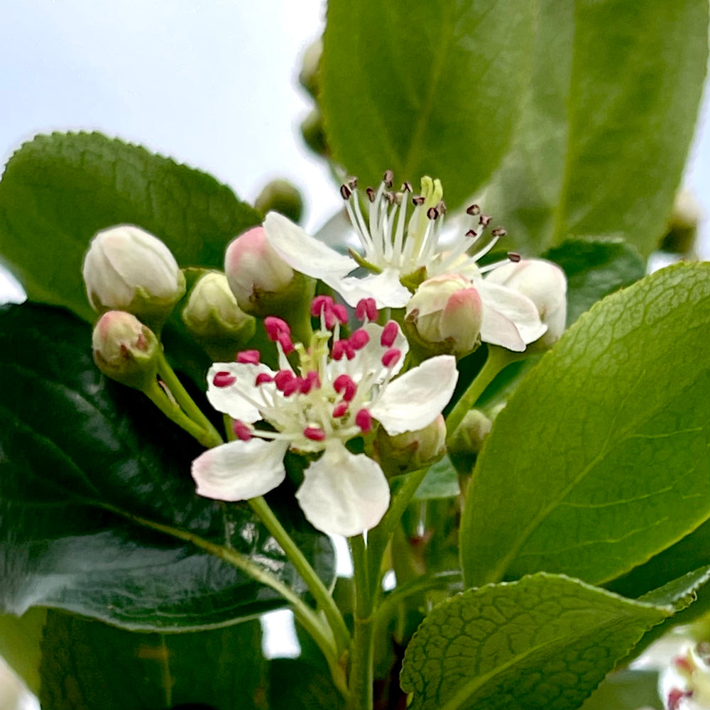 Low Scape Mound Aronia- 3 gallon container – Lots of Plants