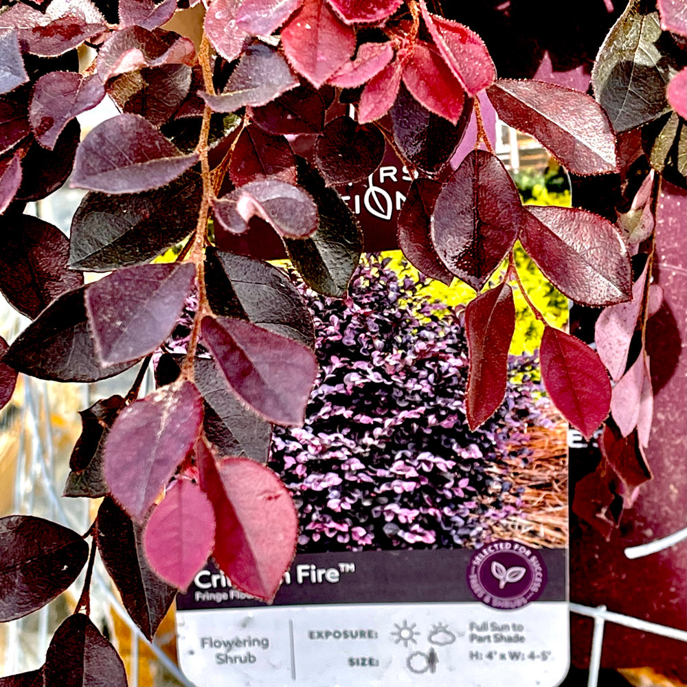 Crimson Fire™ Loropetalum - 3 gallon container – Lots of Plants