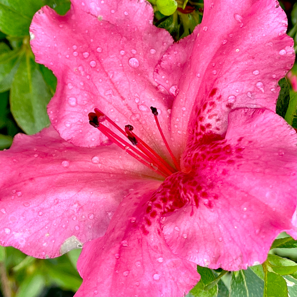 Conversation Piece Azalea - 3 gallon container – Lots of Plants