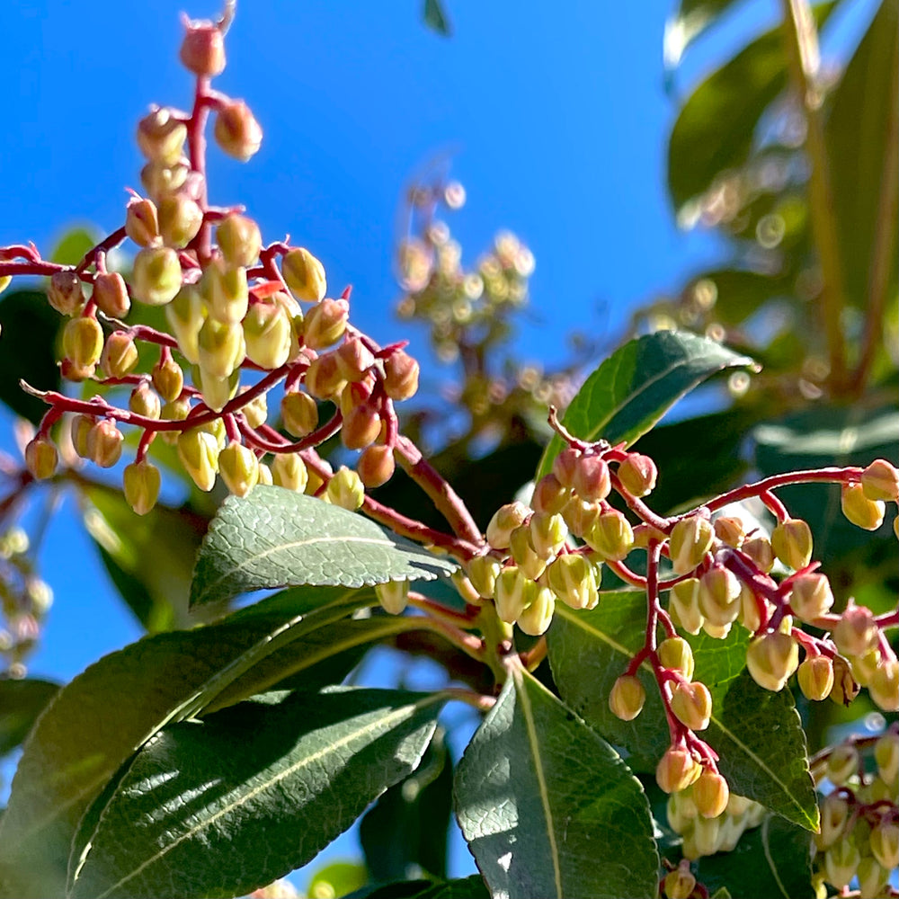 Mountain Fire Pieris - 3 gallon container – Lots of Plants