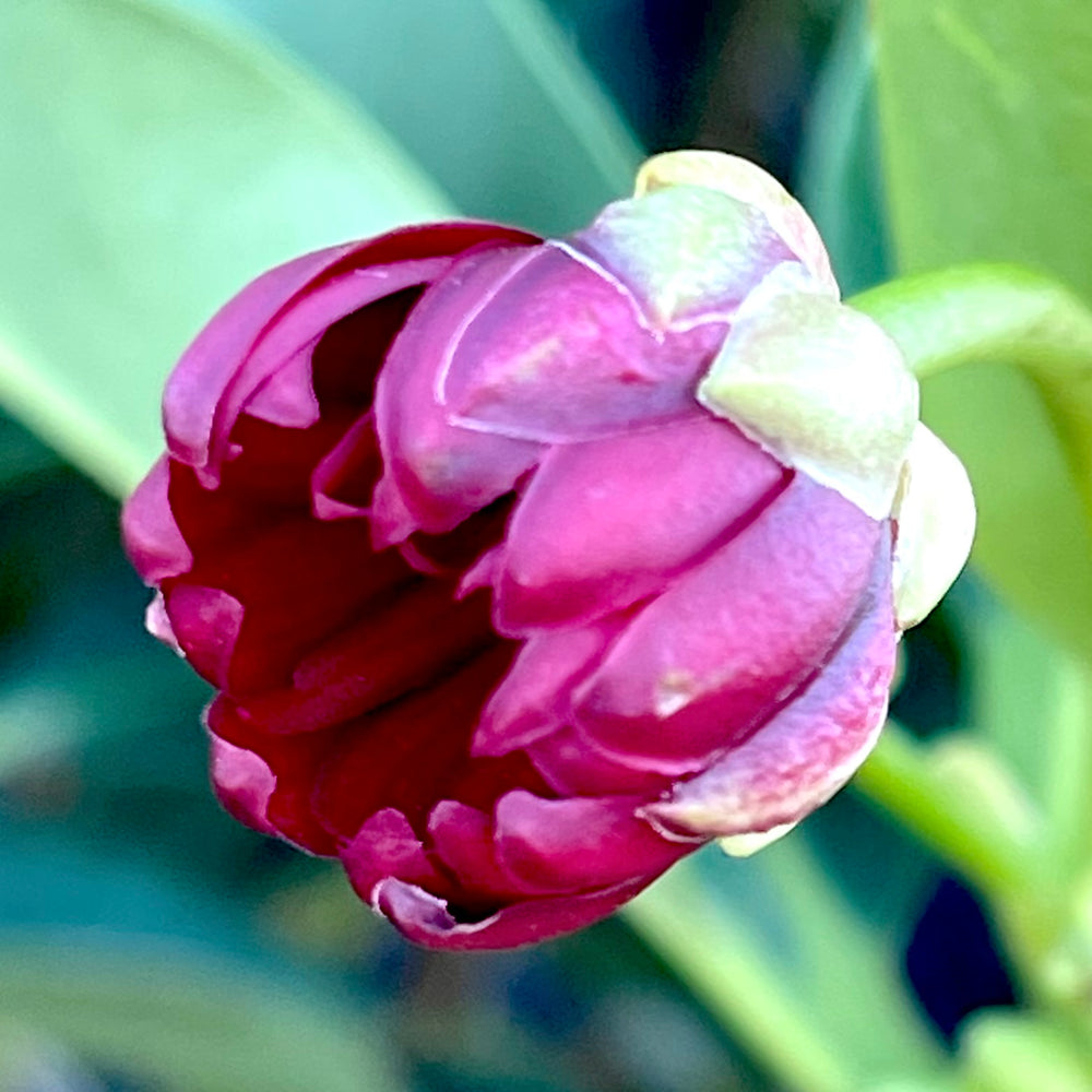 Woodland Ruby Illicium Anise - 3 gallon container – Lots of Plants