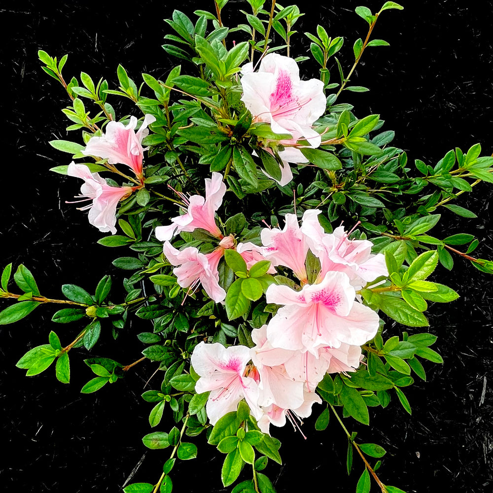 Autumn Chiffon® Encore Azalea - 3 gallon container – Lots of Plants