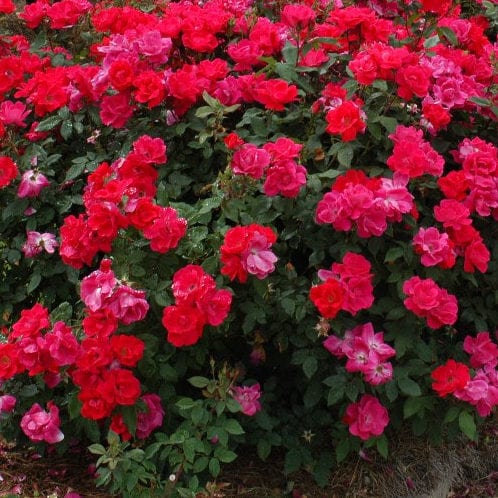 Double Red Knock Out® Rose - 3 gallon container – Lots of Plants
