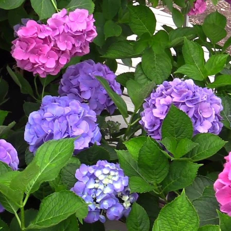 L.A. Dreamin'™ Hydrangea - 3 gallon container – Lots of Plants
