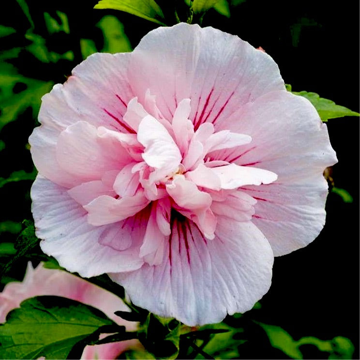 Pink Chiffon® Hibiscus 'Rose of Sharon' - 3 gallon container – Lots of ...