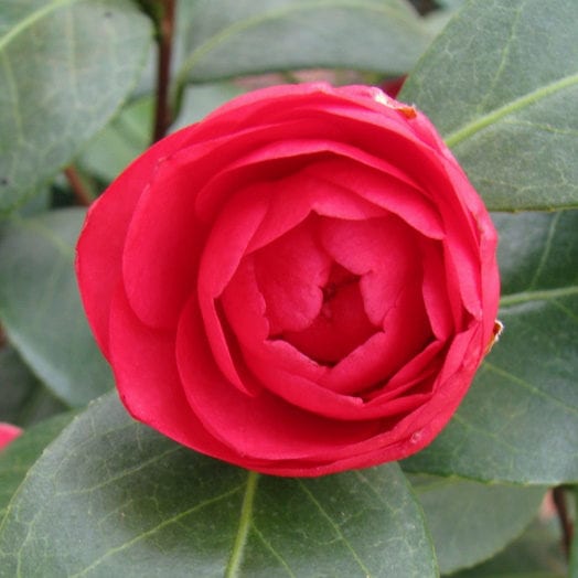 Romany Camellia - 3 gallon container – Lots of Plants