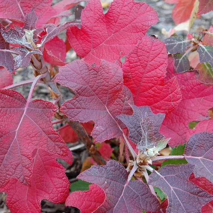 Ruby Slippers Hydrangea - 3 gallon container – Lots of Plants